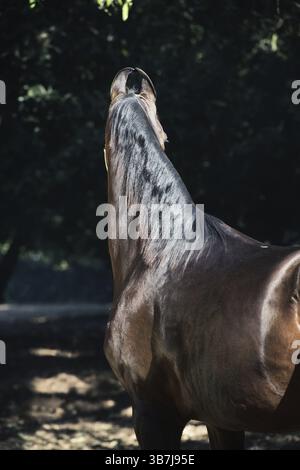 Bay Marwari mare in garden. back view Stock Photo - Alamy