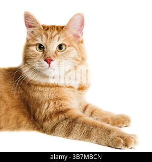 Red bobtail isolated on white Stock Photo - Alamy