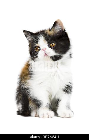 Tortoiseshell persian kitten isolated on white background Stock Photo ...