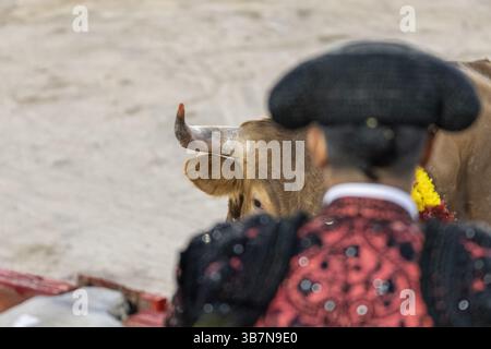 bullfighter capping a steer, heifer bullfight, Inca, Majorca, Balearic ...