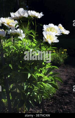 Outdoor photos of beautiful peony flowers Stock Photo - Alamy