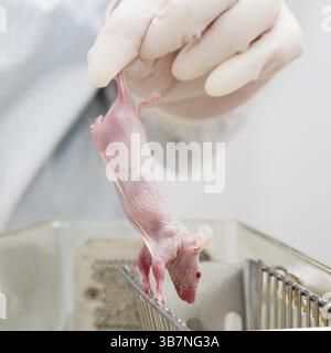 Female scientists holds laboratory mouse, focus on the mouse Stock ...