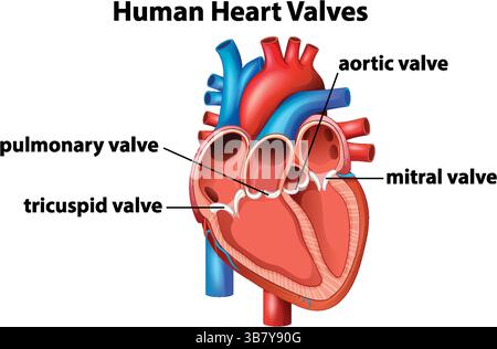 Structure of the Heart valves anatomy. Mitral valve, pulmonary valve ...