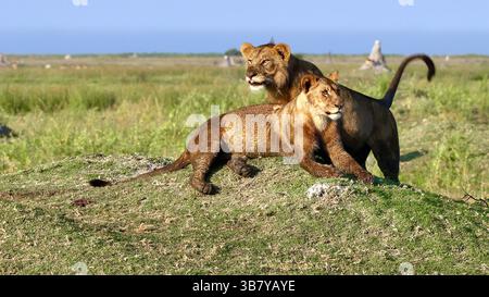 Swamp Cats: Okavango Delta Lion Pride Stock Photo - Alamy