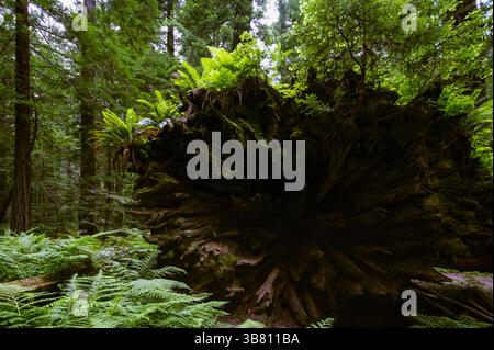 Fallen California redwood tree trunk (Sequoia sempervirens) with ferns ...