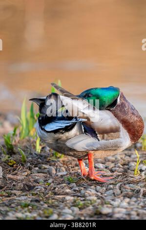 Mallard duck preening its feathers Stock Photo - Alamy