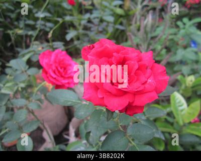 A bright red rose shows its layers of petals in full bloom. The flower ...
