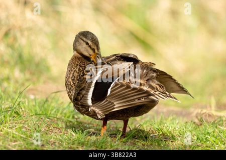Wildlife Photograph Of A Mallard Bird Cleaning Its Feathers Stock Photo ...