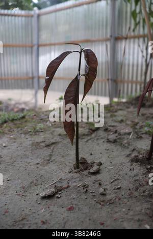 A young mango plant sprouting from seed in a recycled plastic cup ...