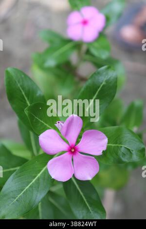 Closeup shot of a pink periwinkle flower Stock Photo - Alamy