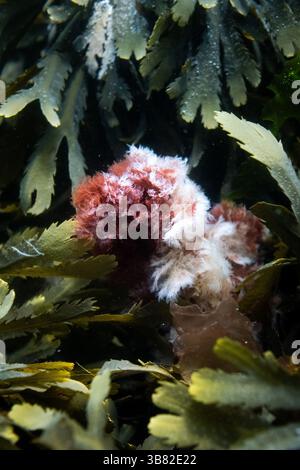Underwater photograph of a seaweed reef of varying colours including ...