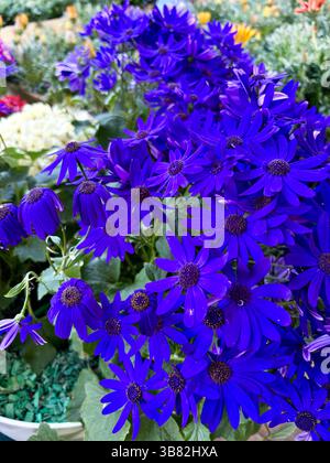 Pericallis Senetti 'Magic Salmon' Flowers in Bloom Stock Photo - Alamy