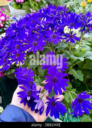 Colorful beautiful pink cineraria flowers Stock Photo - Alamy