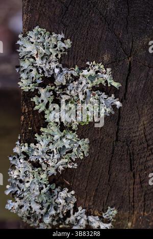 Green lichen growth on the bark of a tree in the Teno masif near Erjos ...