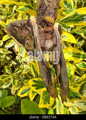 Close up of palm tree with a moth resting on one of its leaves ...