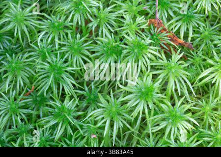 Tall and robust Sphagnum riparium has sharply conic and conspicuous ...