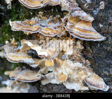 A closeup of Trametes versicolor, turkey tail fungus Stock Photo - Alamy