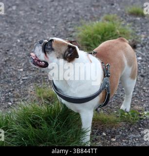 English Bulldog running on a country road in the summertime Stock Photo ...