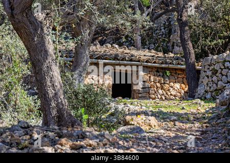 olive tree and old stone house in Sicily, Italy Stock Photo - Alamy