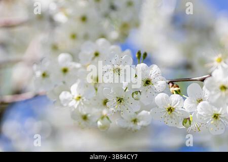 Closeup of delicate blue flowers with blurred background Stock Photo ...