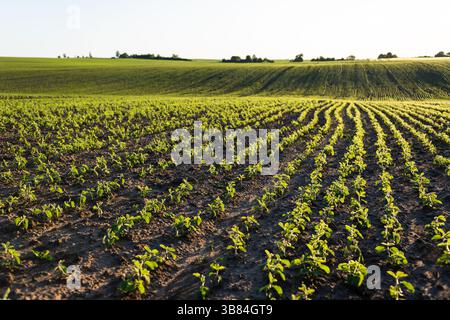 Wide soybean field on hilly farmland captured in evening sunlight Stock ...