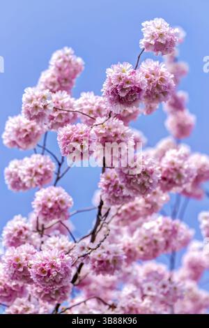 Kirschbluetenbaum im Fruehling Stock Photo - Alamy