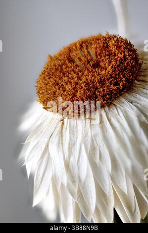 White Everlasting Daisy flower, closeup, showing the distinctive golden ...