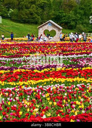 Tulley's Farm, Tulip Fest, Crawley West Sussex, UK. 05th Apr, 2025 ...