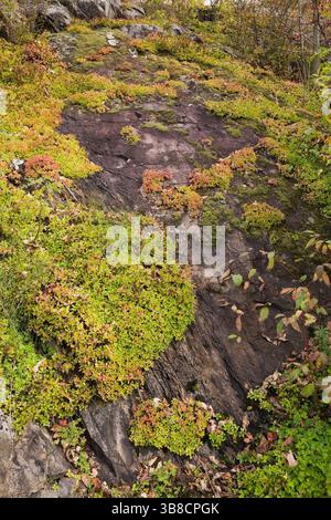 Rock formations and autumnal colors in the Broumov Walls in the Czech ...