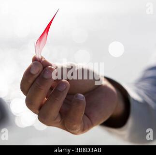 Flamingos in the Everglades, Miami, Florida , Tichnor Brothers ...