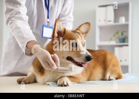 Veterinarian brushing teeth of cute Corgi dog on white background Stock ...