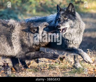 Two wolves engage in playful interaction amidst a serene forest setting ...