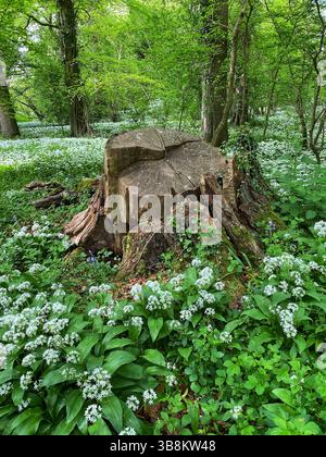 Wild Garlic plants growing in woodlands, Ayrshire, Scotland, UK. Plant ...