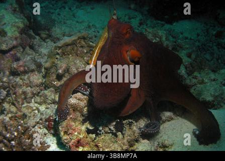 Reef octopus in Arabian sea, Baa Atoll, Maldives, underwater photograph ...