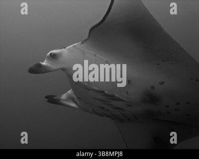 Manta ray in Arabian sea, Baa Atoll, Maldives, underwater photograph ...