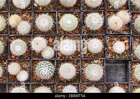 Top view of many small Mammillaria cactus plants Stock Photo - Alamy