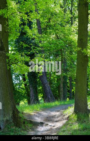 Forest Trail Leading to Hidden Lake Stock Photo - Alamy