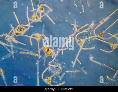 Planktonic dinoflagellates from genus Tripos (syn: Ceratium) collected ...