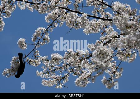 Bird and cherry blossom,Shinjuku Goen National Park,Tokyo,Honshu,Japan ...
