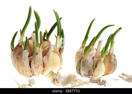 Germinate garlic with peel isolated on white background Stock Photo - Alamy