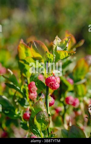 common bilberry (Vaccinium myrtillus Stock Photo - Alamy