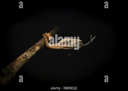 A Madagascar boa of the genus Sanzinia volontani in the lowland ...