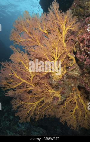 Large horn coral (Melithaea) in reddish colour growing in coral reef ...