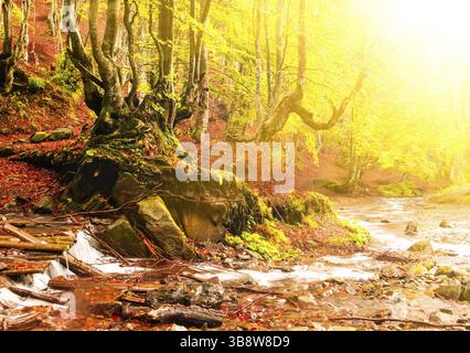 Autumnal forest landscape with old big trees in autumnal forest Stock ...
