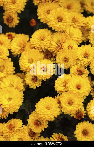 one yellow chrysanthemum flower blossoms with long petals in the garden ...