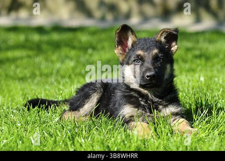 German Shepherd lies on the grass in the forest. High quality photo ...