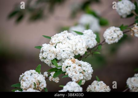 Branches of Reeve's spiraea also known as bridal bush Stock Photo - Alamy