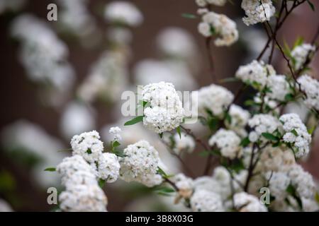 Branches of Reeve's spiraea also known as bridal bush Stock Photo - Alamy