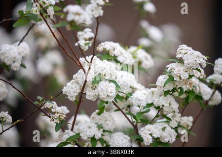 Branches of Reeve's spiraea also known as bridal bush Stock Photo - Alamy