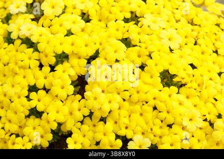 Dionysia aretioides Bevere, a compact evergreen perennial, displaying ...